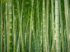 How to Kill Bamboo with Salt [Guide] - EdgeFurnish