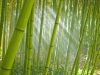 How to Kill Bamboo with Salt [Guide] - EdgeFurnish