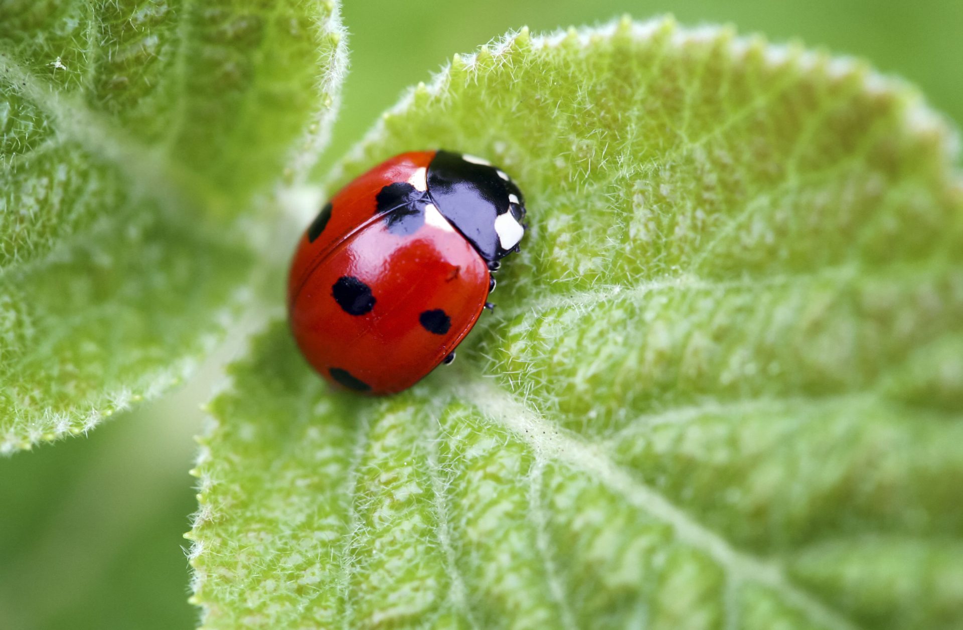 Ladybugs: Poisonous or Harmless? Unveiling 5 Facts and Myths - EdgeFurnish