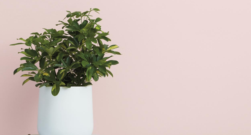 The Ultimate Review of Sherwin-Williams Pearly White Paint - EdgeFurnish