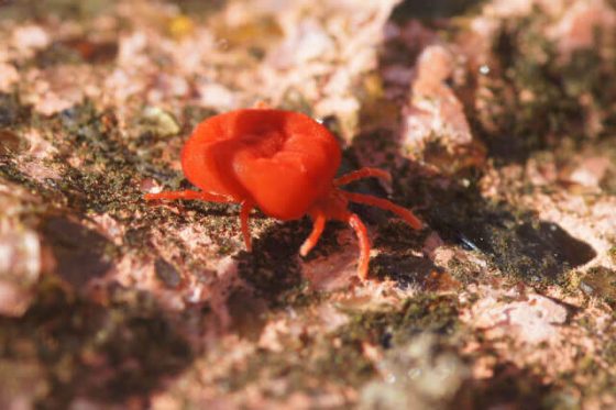Soil Mites: How to Identify & Get Rid of Them - EdgeFurnish