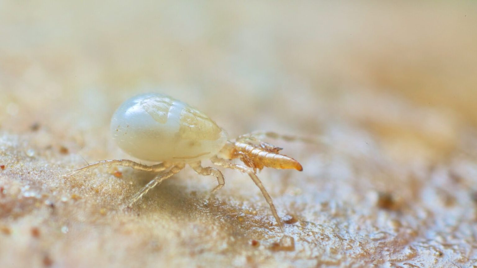 Soil Mites: How to Identify & Get Rid of Them - EdgeFurnish